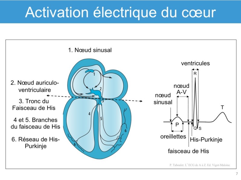 Activation électrique cardiaque : e-cardiogram