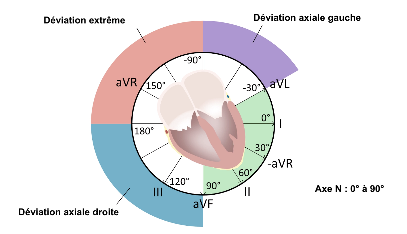 Schéma Cardiaque Anatomiquement Correct Prise En Charge